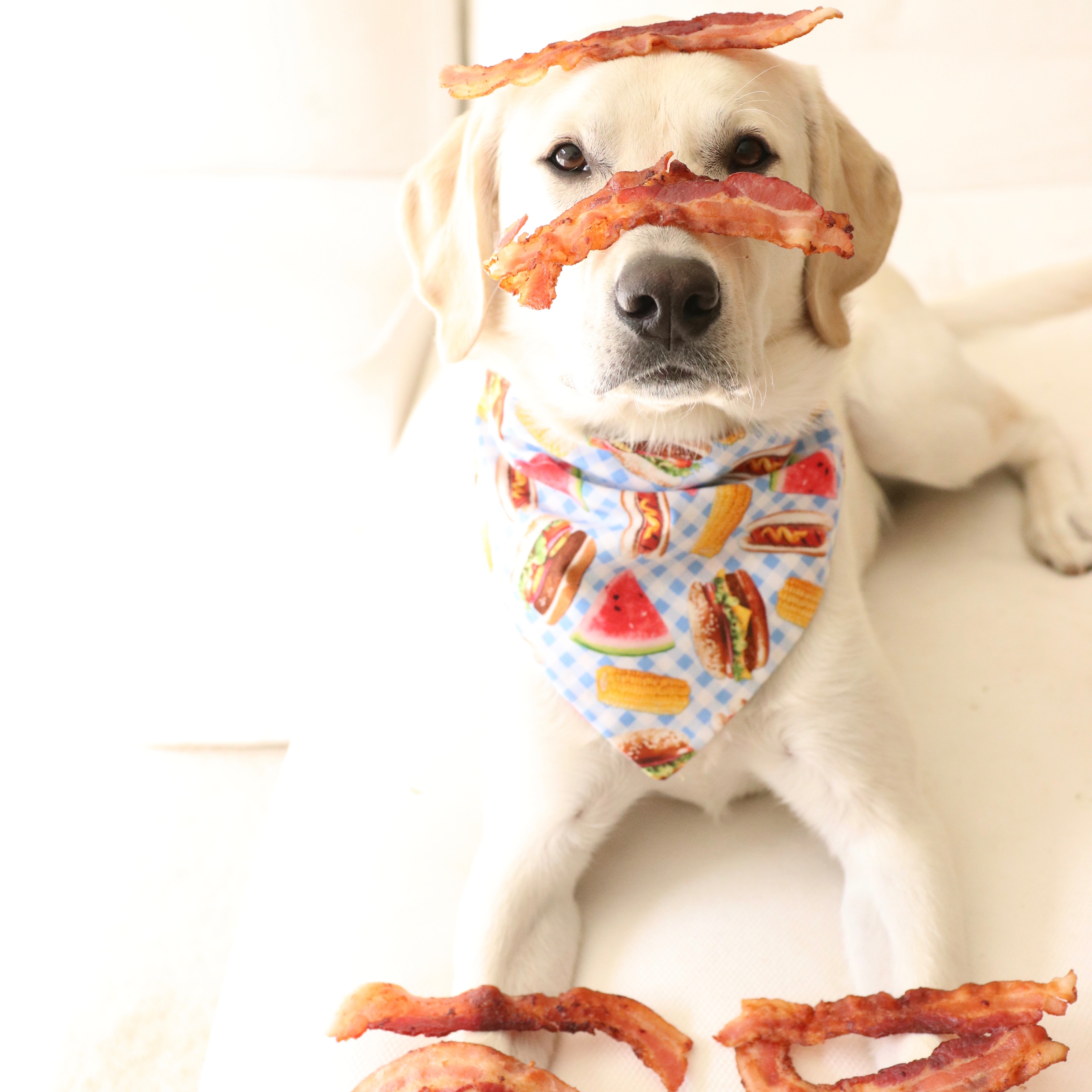 Impulse Control Dog Training: Teach your dog to “Wait” and “Leave it ...