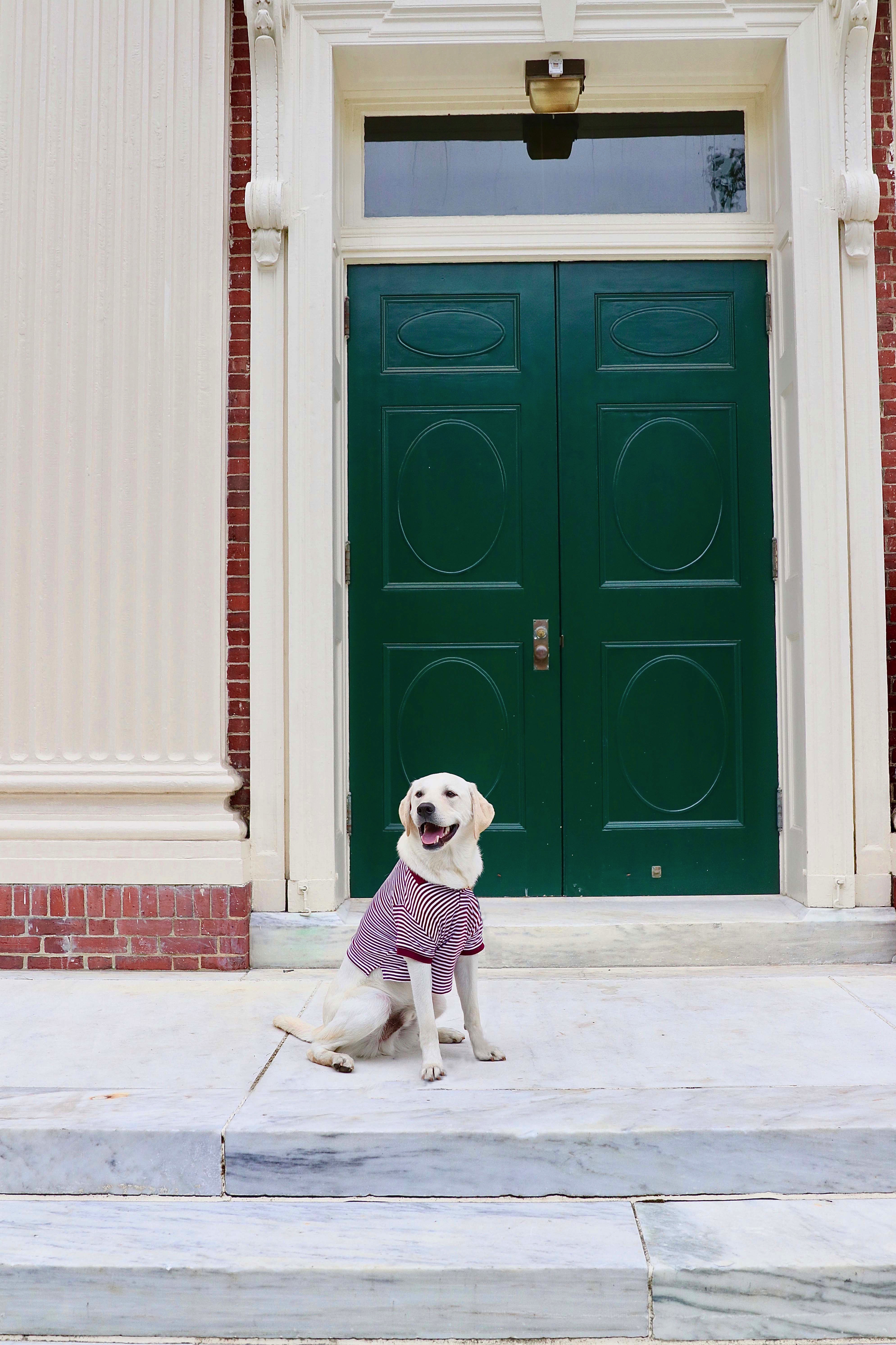 Pet Friendly Boston Massachusetts: Dog Friendly Activities in New ...