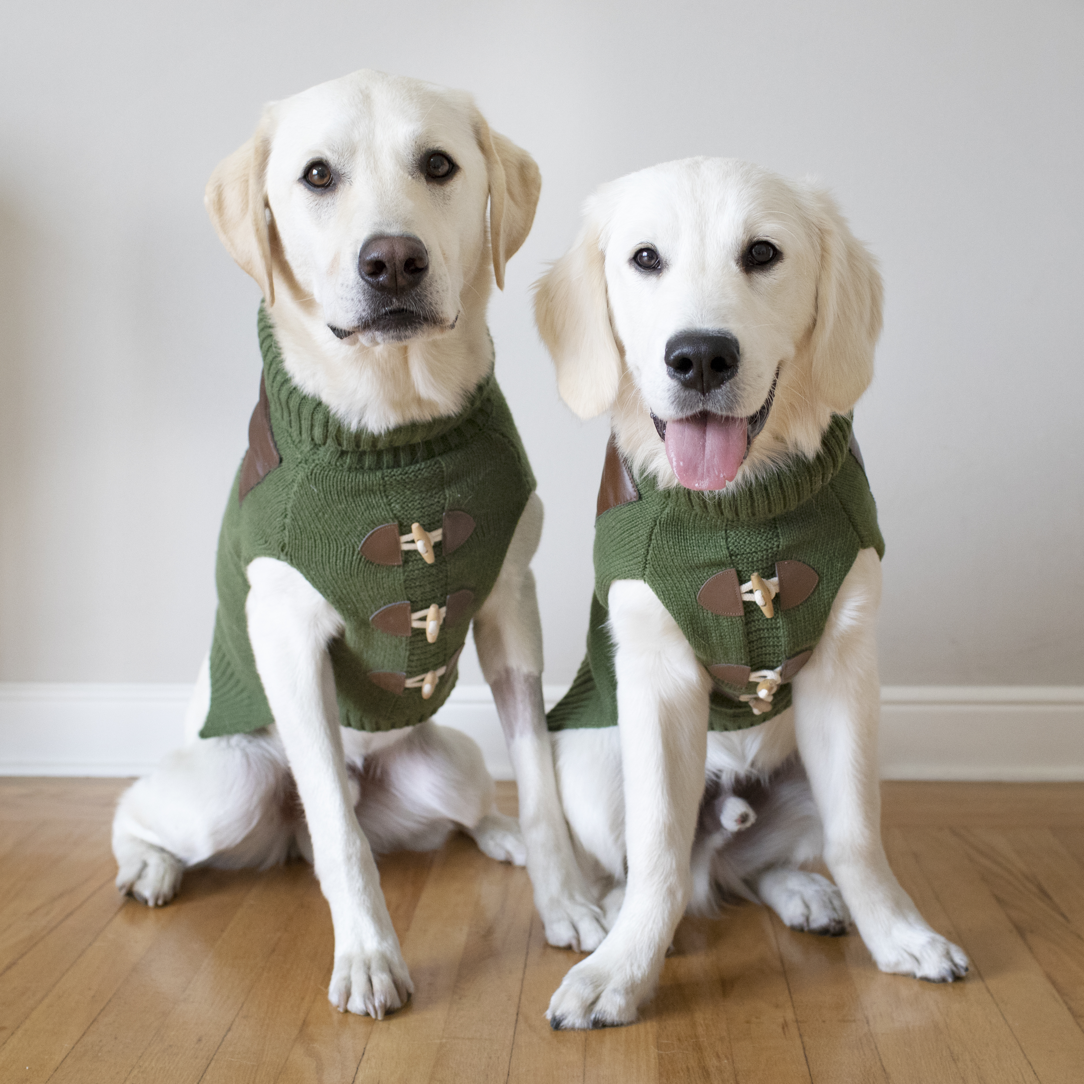 How to prepare your dog to pass the Advanced Canine Good Citizen Test ...